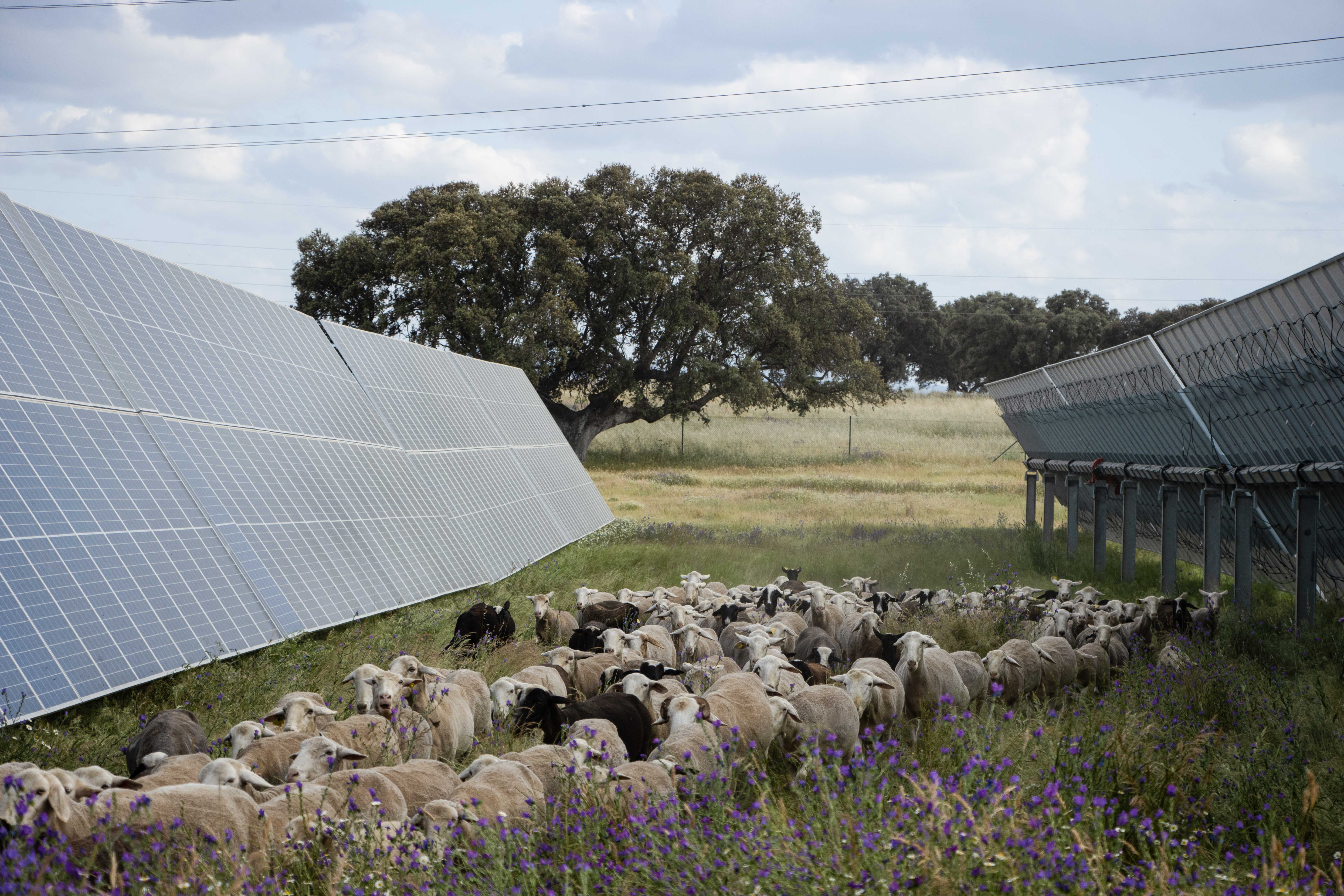 Statkraft logra la autorización ambiental para sus primeros proyectos ...